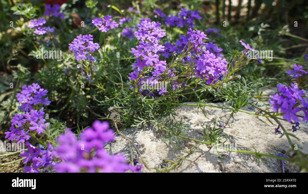 Blue Verbena bipinnatifida, commonly called Dakota mock vervain ...