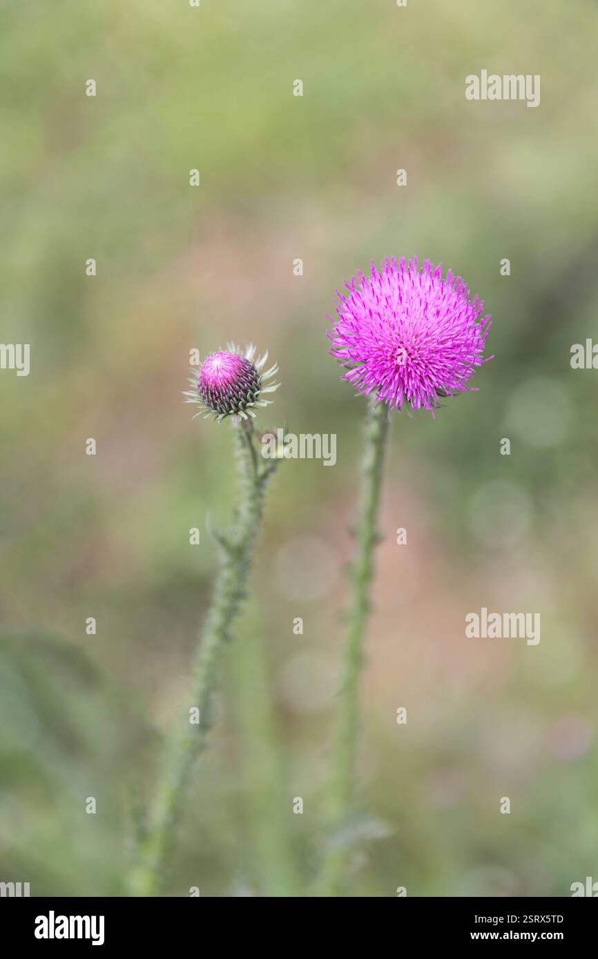 Silybum marianum or milk thistle, blessed milkthistle, Marian thistle ...