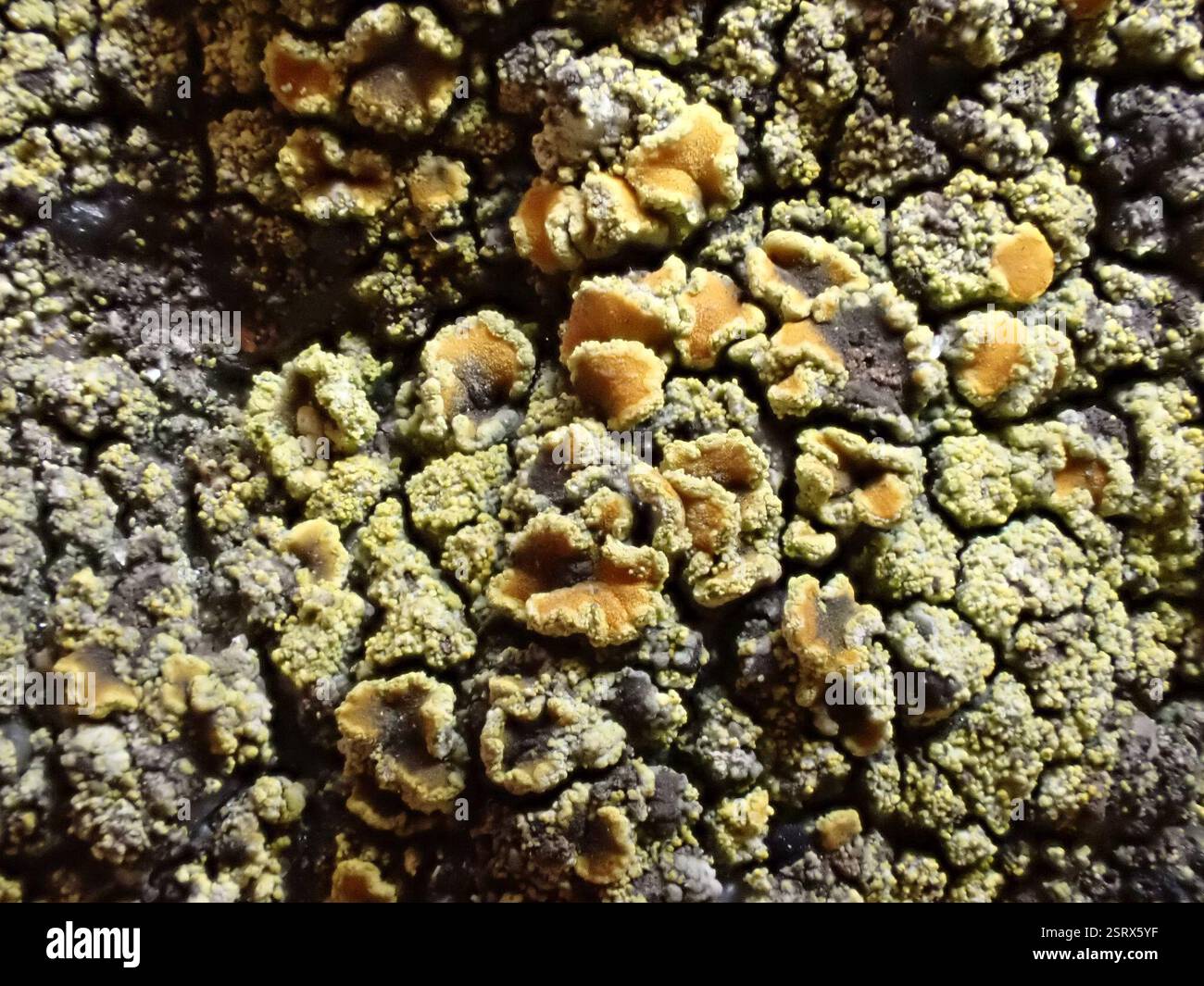 common lichens (Lecanoromycetes), Fungi, Forteiland IJmuiden, IJmuiden ...