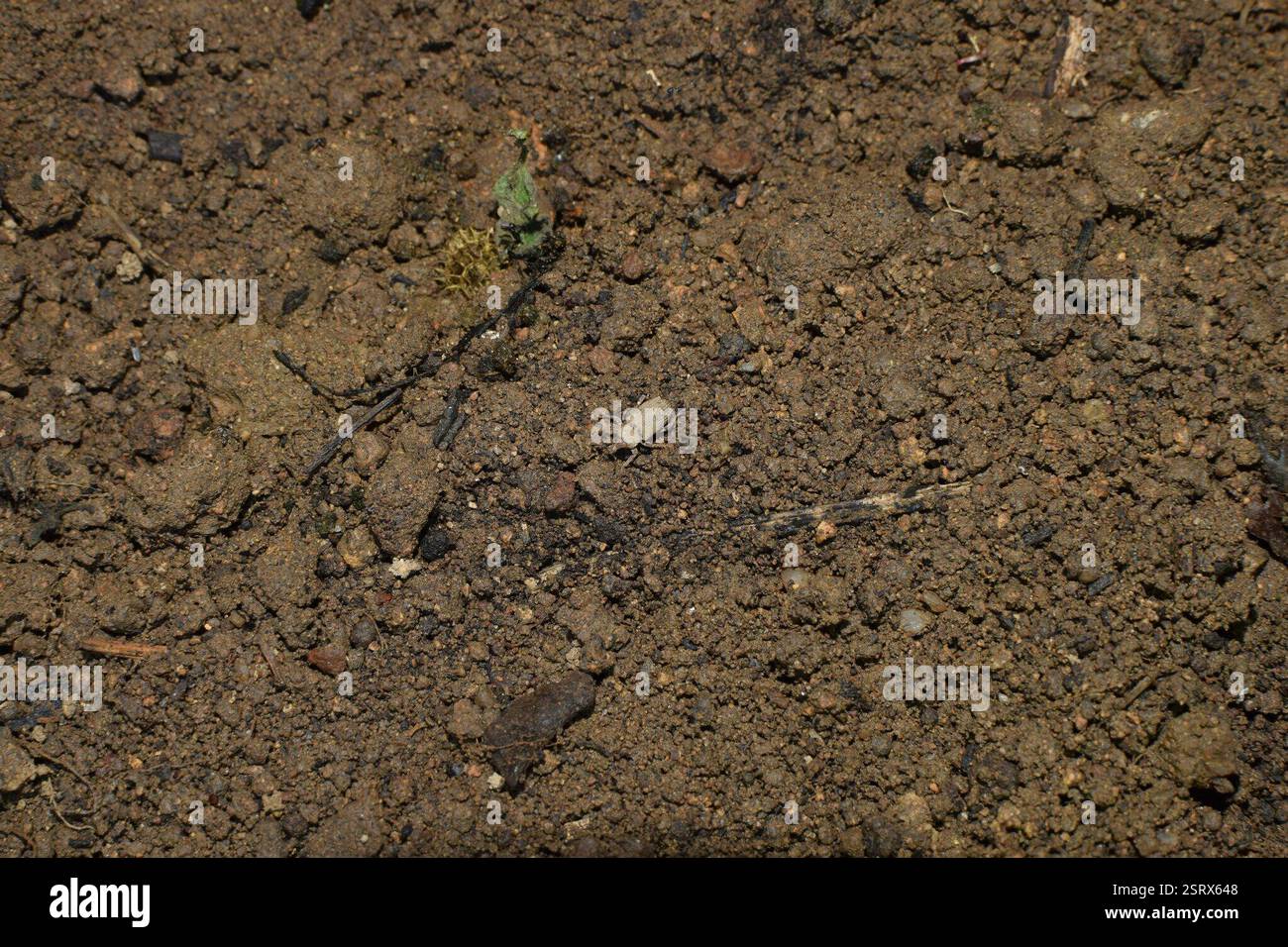 Vegetable Weevil (Listroderes costirostris), Insecta, 中国浙江省温州市洞头区 Stock ...