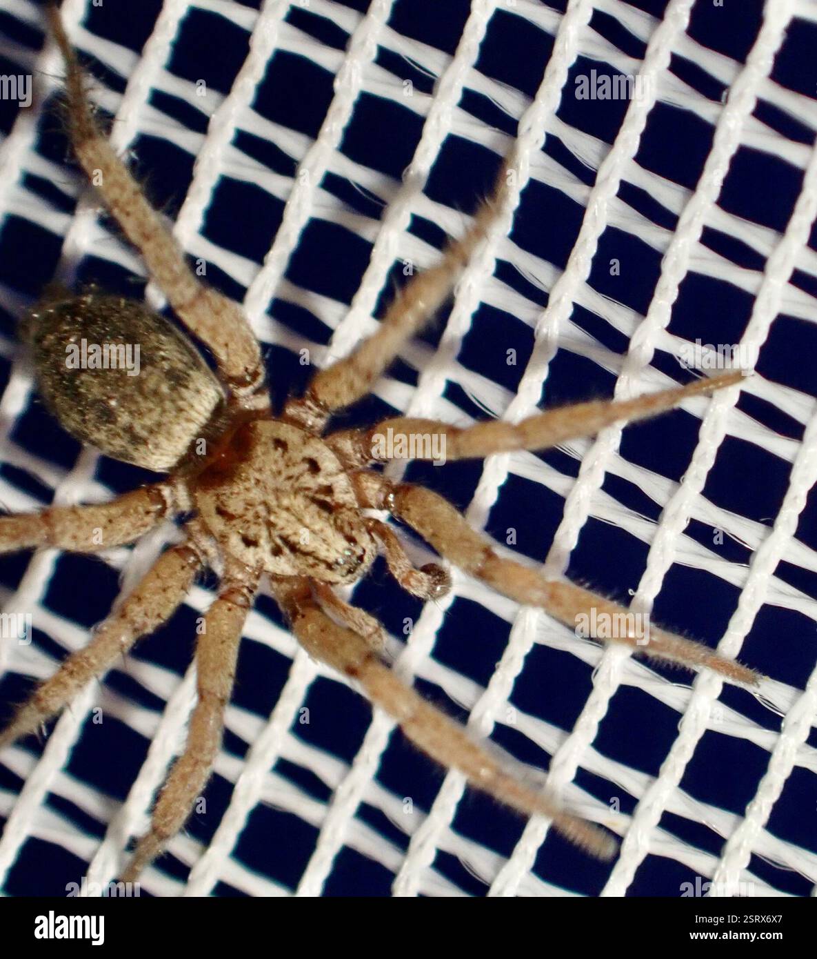 Nomisia Ground Spiders (Nomisia), Arachnida, Tarmigt, Drâa-Tafilalet ...