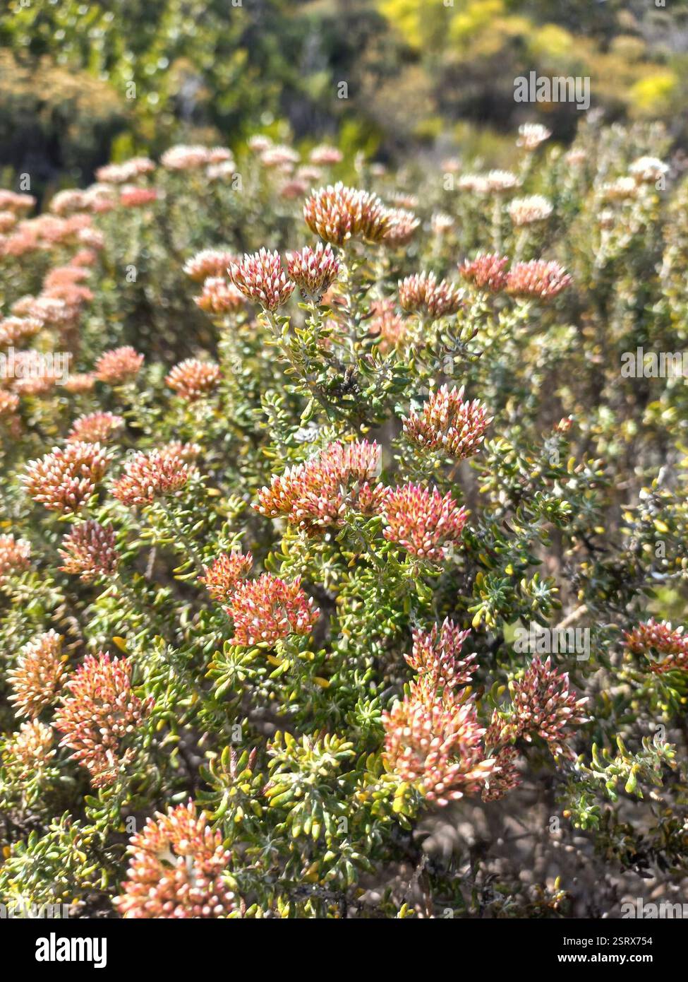 Blombushes (Metalasia), Plantae, Helderberg Rural, Sir Lowry's Pass ...