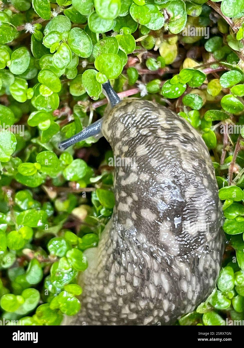 Yellow Cellar Slug (Limacus flavus), Mollusca, Country Park Rd, Salinas ...