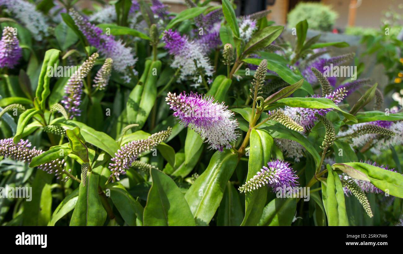 Veronica salicifolia or Hebe salicifolia, the koromiko or willow-leaf ...
