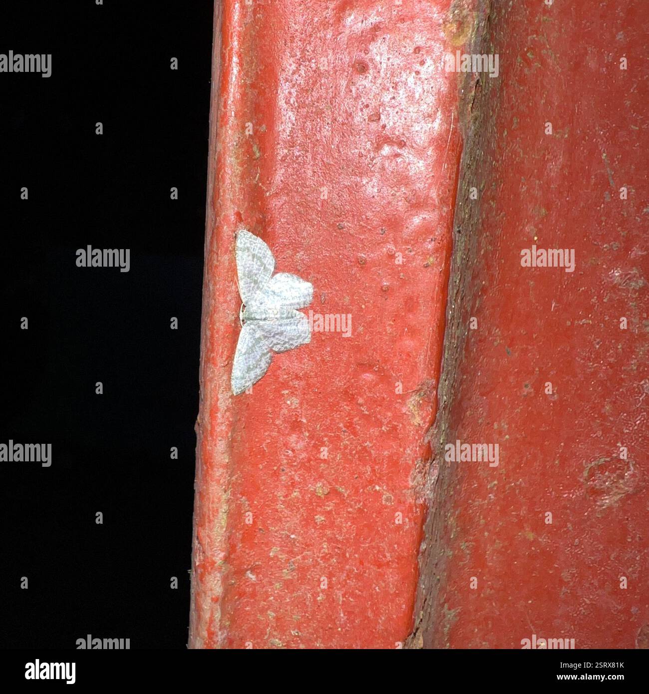 Mottled opal (Chloropteryx opalaria), Insecta, Panama Stock Photo - Alamy