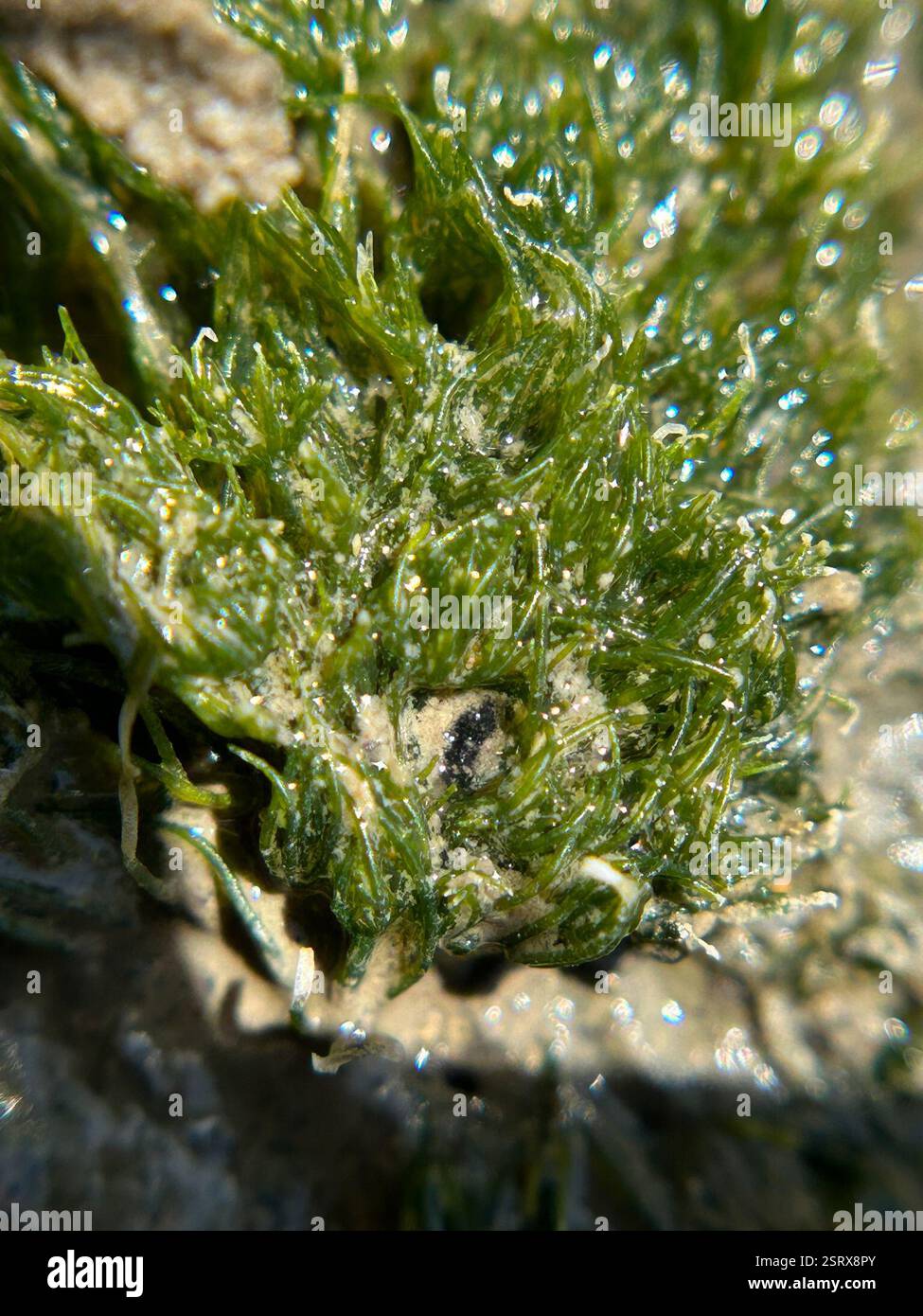 common stonewort (Chara vulgaris), Plantae, Quintana Rd, Morro Bay, CA ...