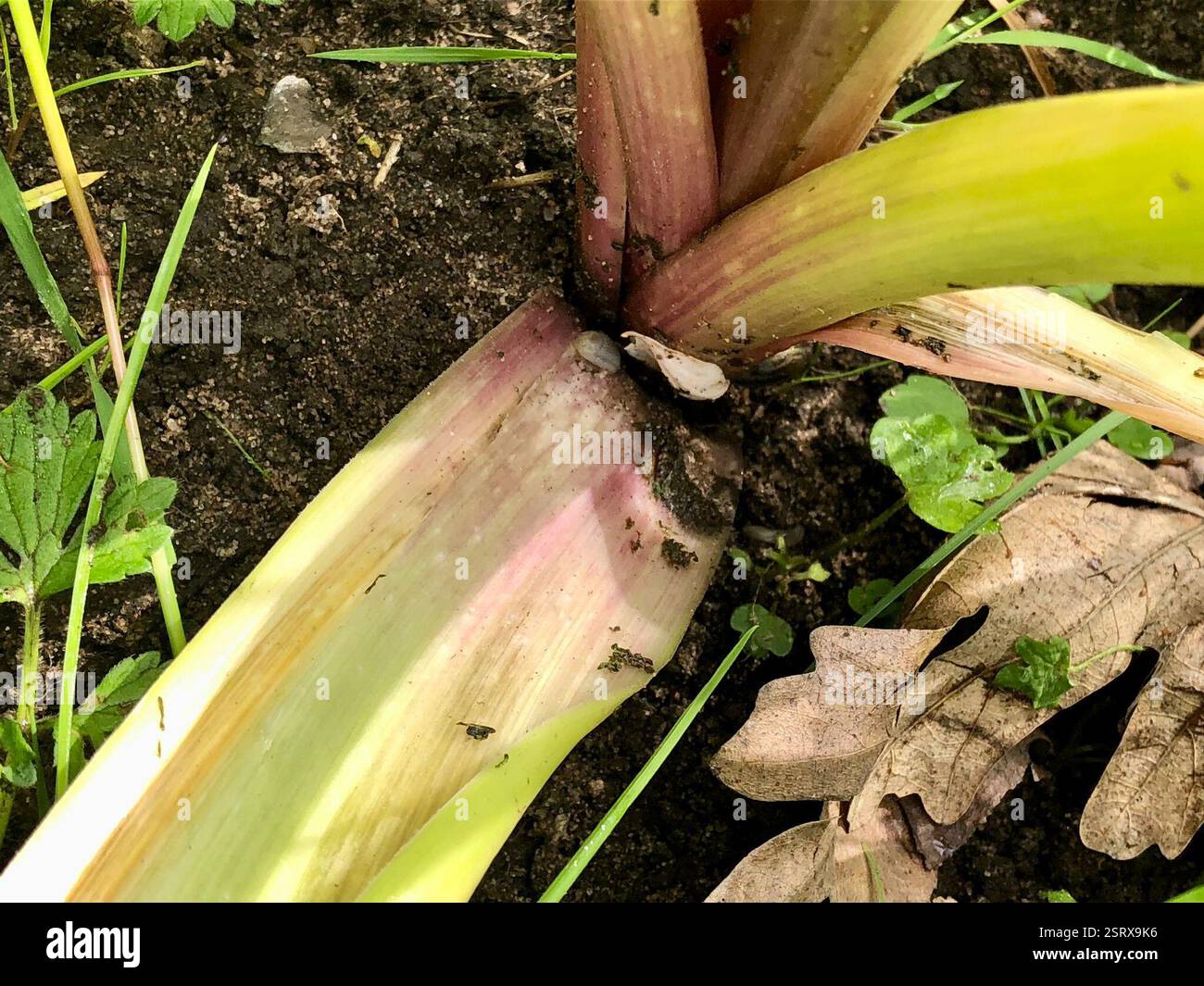 Papillate hi-res stock photography and images - Alamy