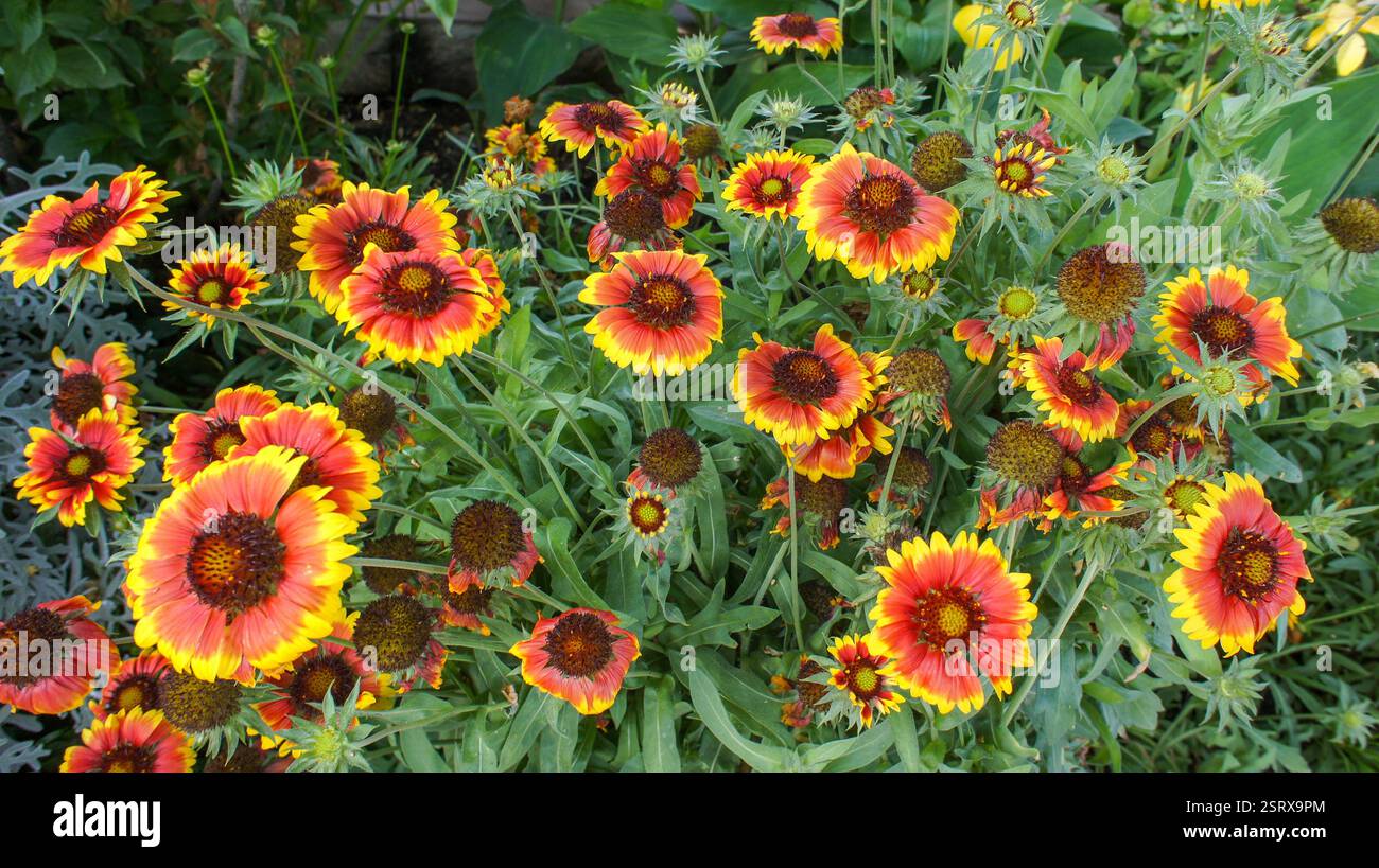 Gaillardia aristata is a North American, sunflower family, known by ...