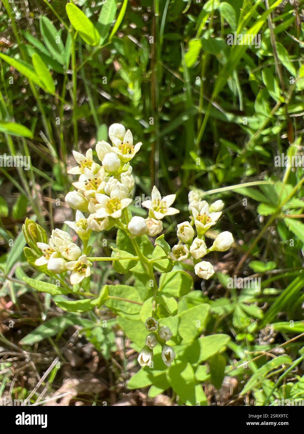 Eastern Comandra (Comandra umbellata umbellata), Plantae, Willis River ...