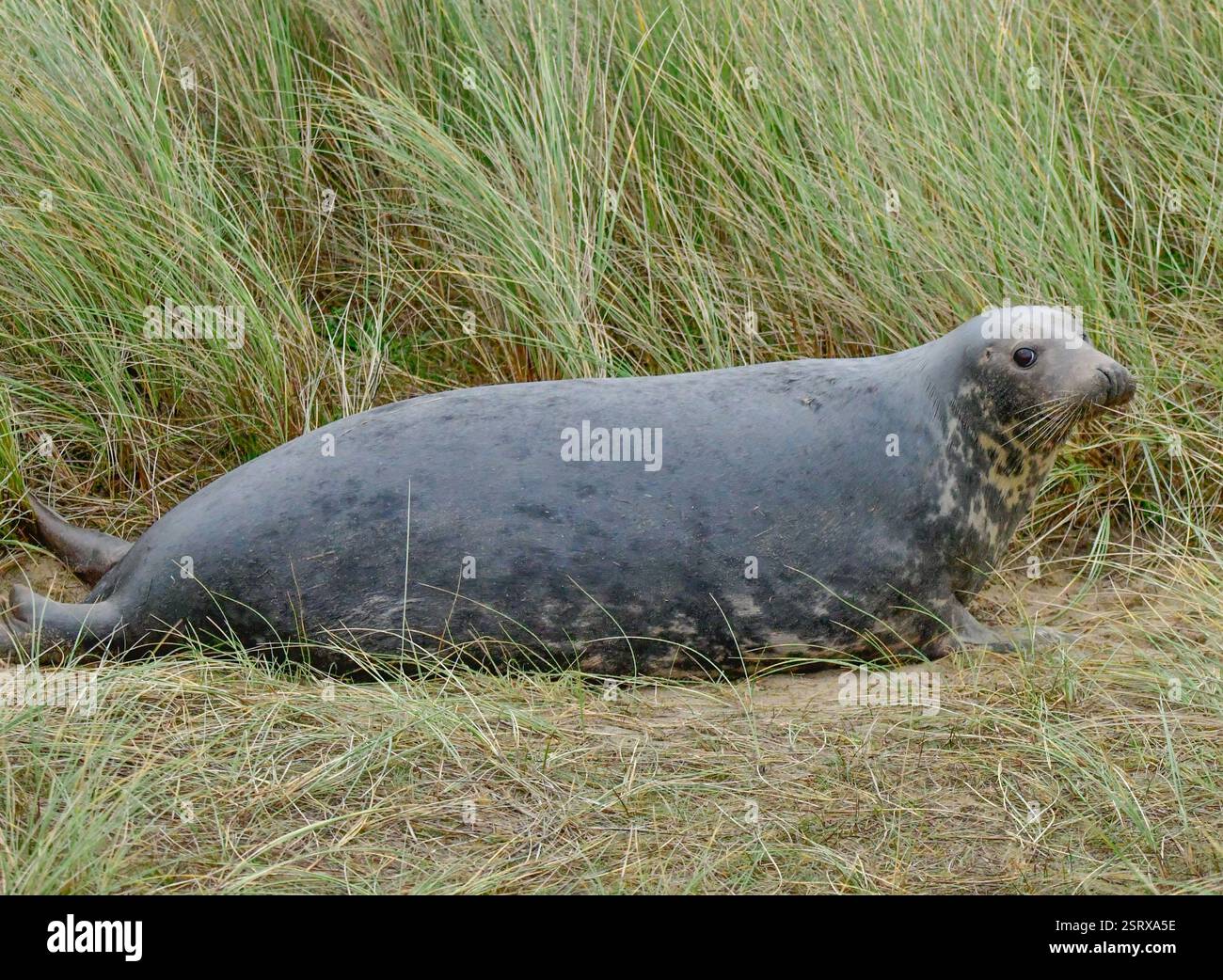 Winterton seals hi-res stock photography and images - Alamy