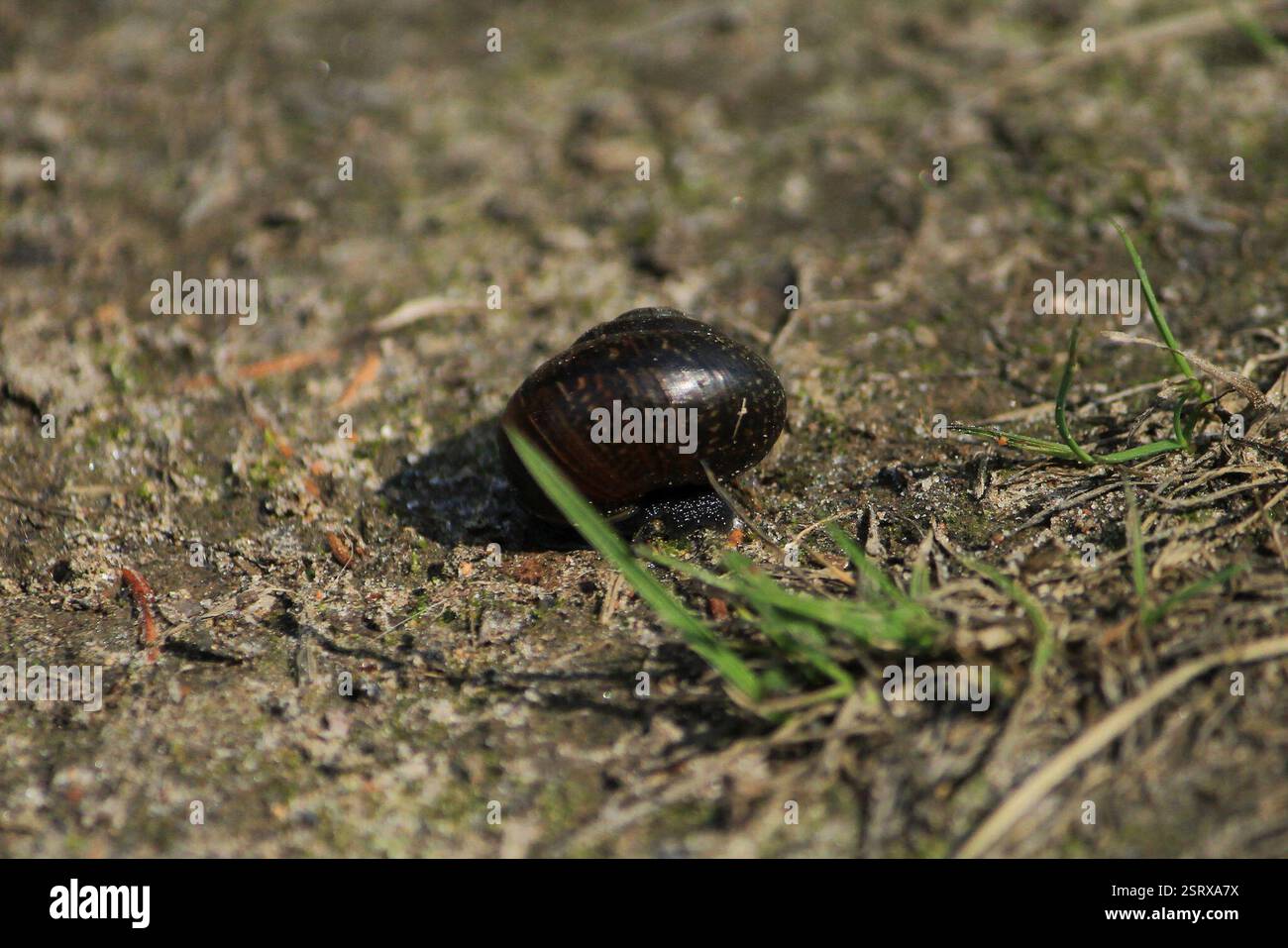 Copse Snail (Arianta arbustorum), Mollusca, North Ostrobothnia, Oulu ...