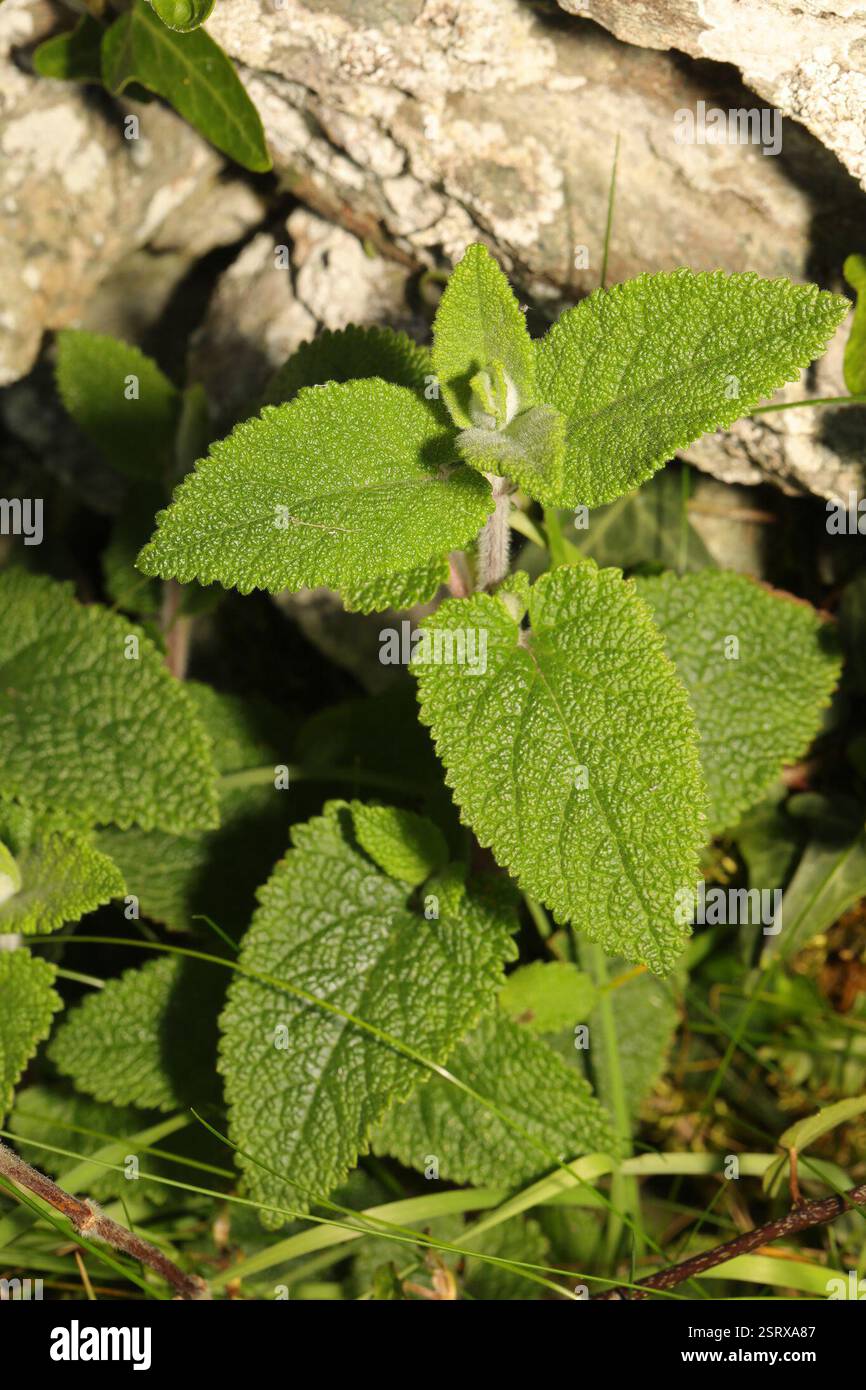 woodland germander (Teucrium scorodonia), Plantae, Penrhos Coastal Park ...