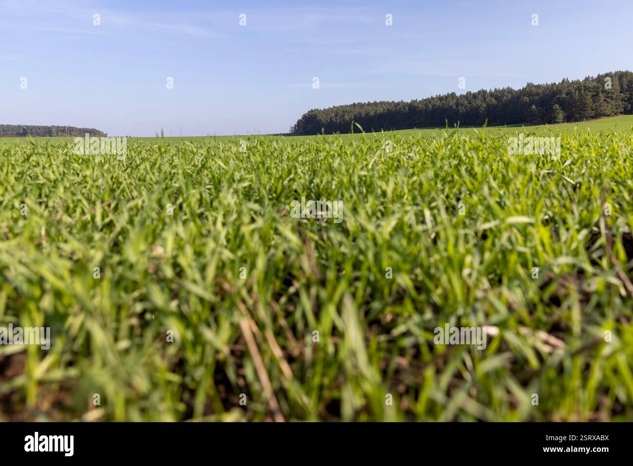 green young wheat hybrid with frost resistance, hybrid wheat planted ...