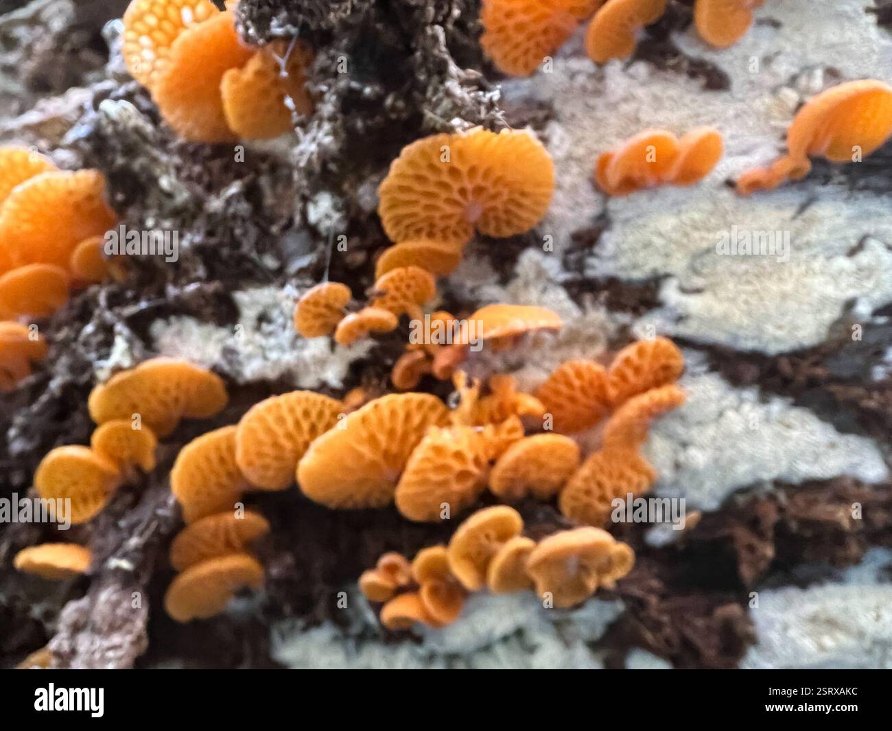 orange pore fungus (Favolaschia claudopus), Fungi, Steiglitz VIC 3331 ...