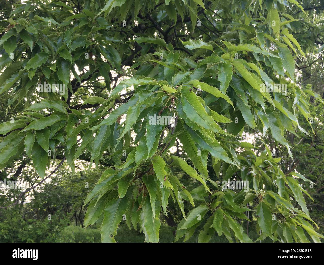 Sawtooth oak (Quercus acutissima), Plantae, Japan Stock Photo - Alamy
