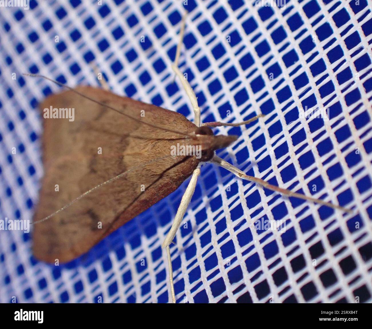 Wandering Sunset (Uresiphita gilvata), Insecta, Route Cotiere de Safi ...