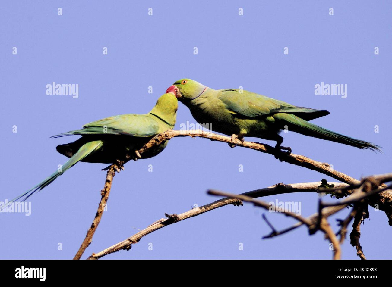 Parrots are making love, Jodhpur, Rajasthan, India, Asia Stock Photo ...
