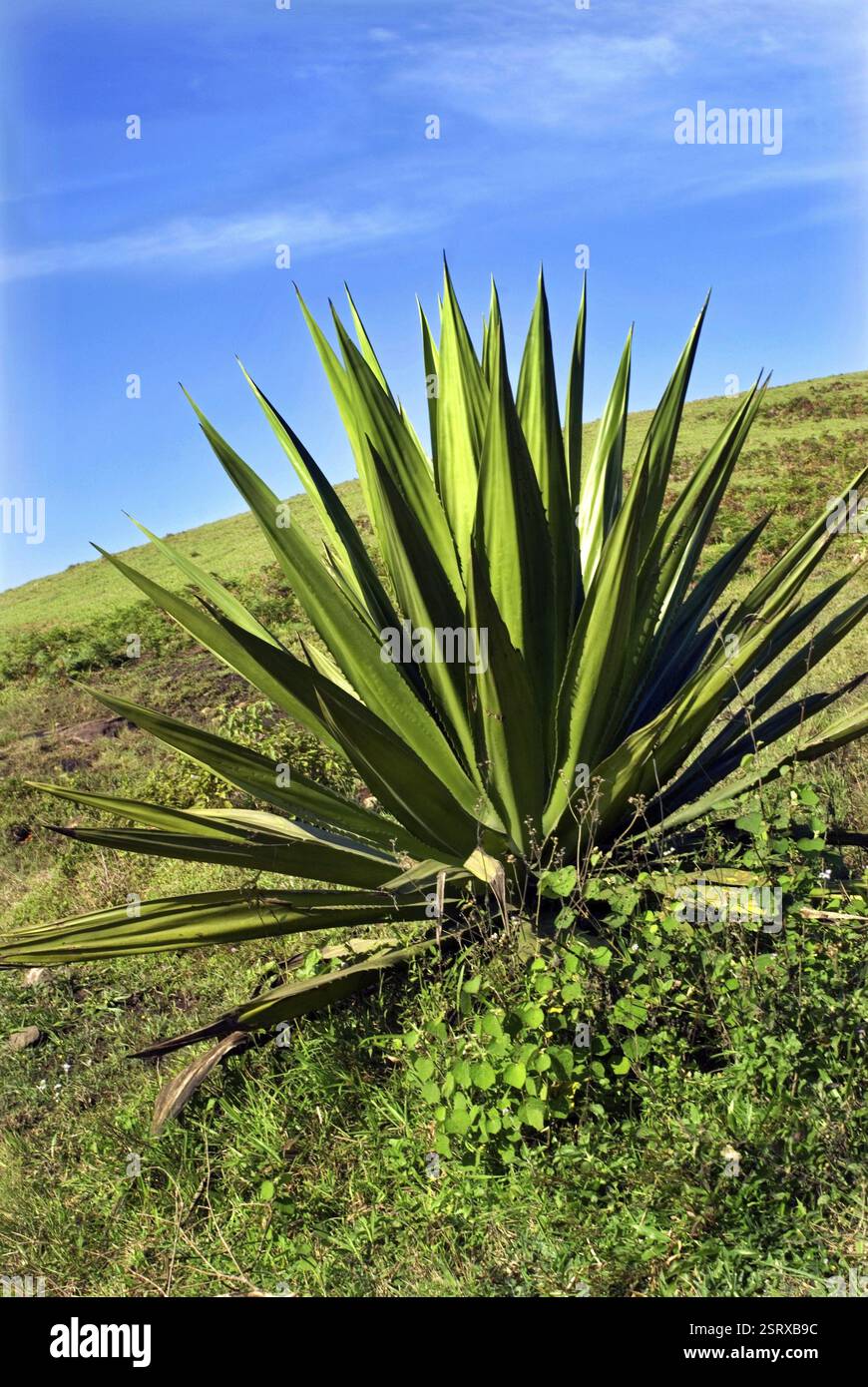 Evergreen yucca plant agavaceae.f stiff leaves at Vagamon, Idukki ...