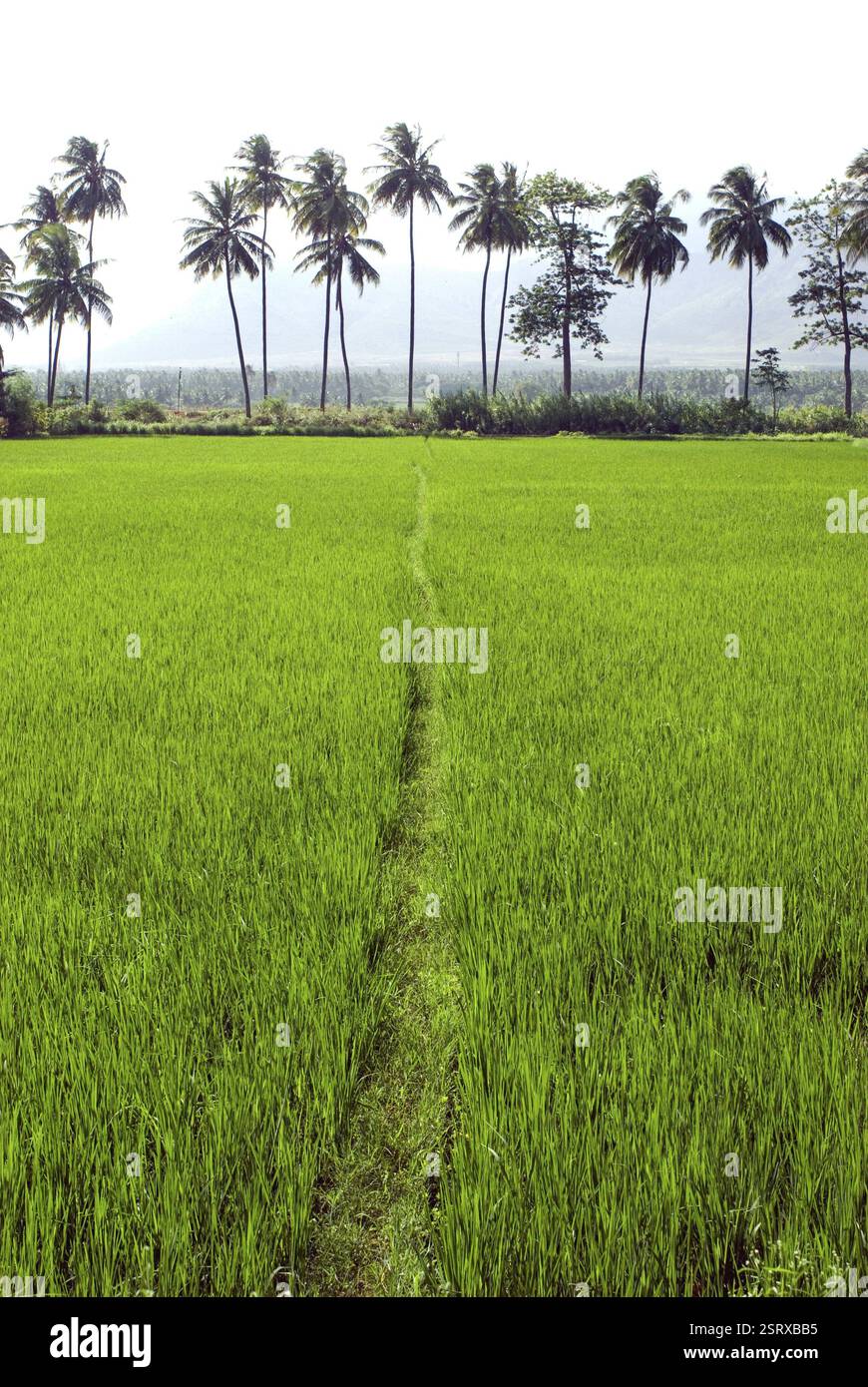 India tamil nadu rice farming hi-res stock photography and images - Alamy