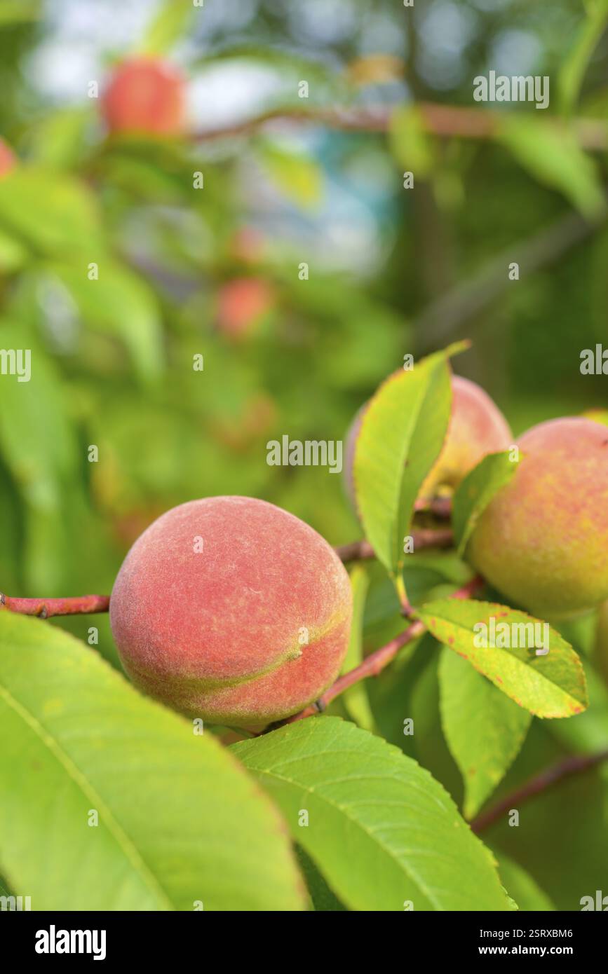 The peach, Prunus persica Stock Photo - Alamy