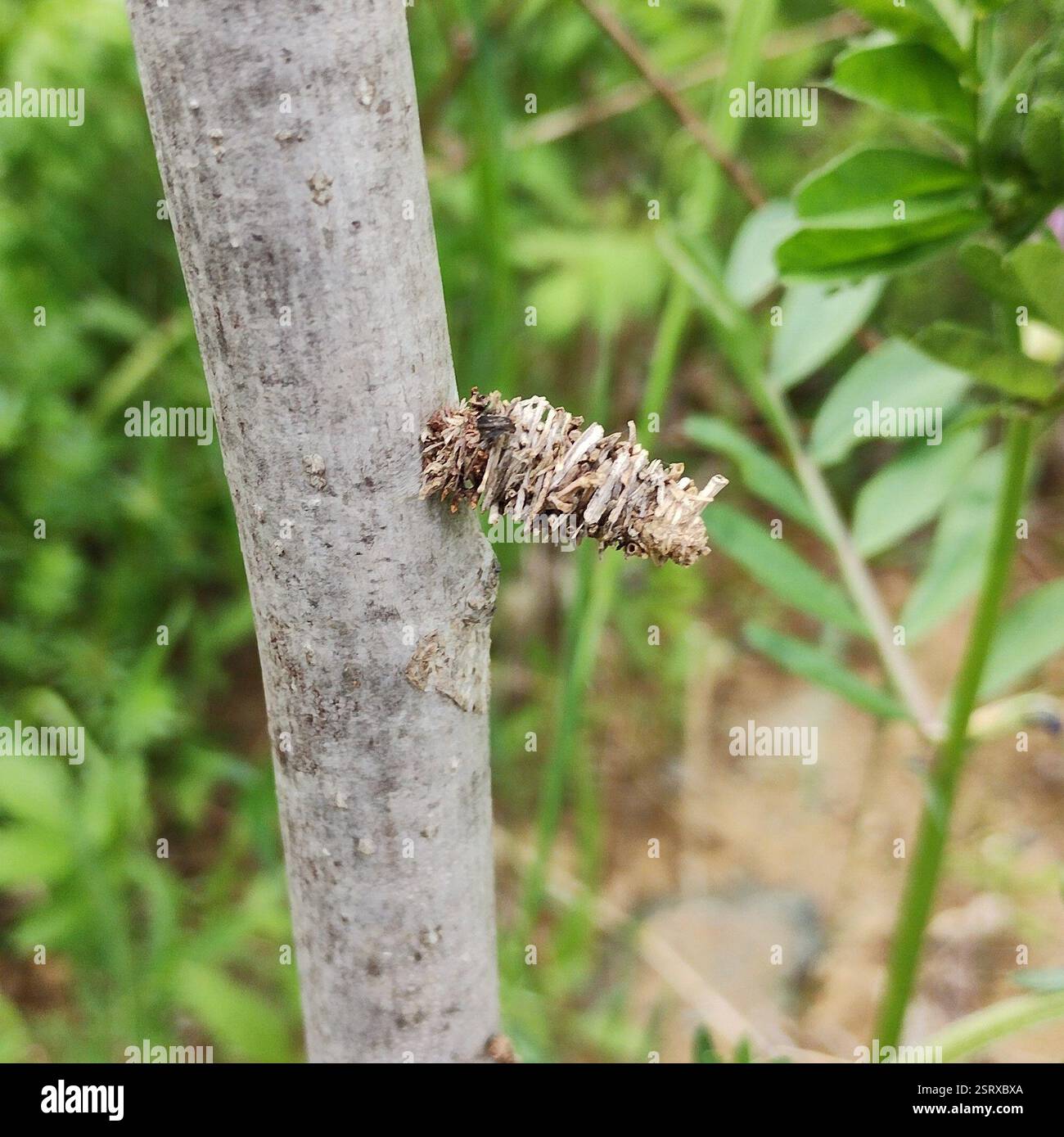(Phalacropterigini), Insecta, Kosanin dol, Pancharevo, Bulgaria Stock ...
