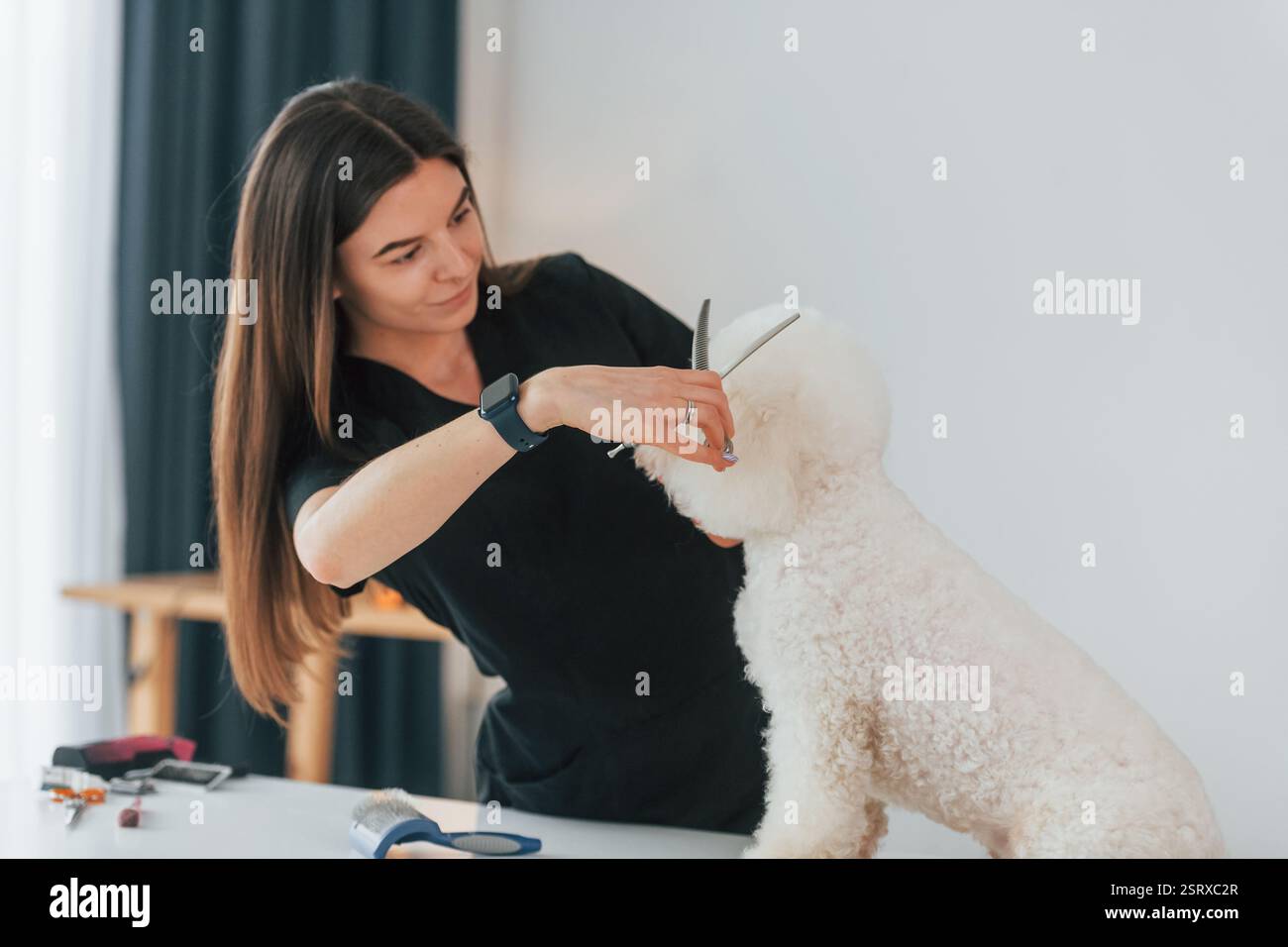 Woman using scissors. Cute little dog is in the grooming studio Stock ...