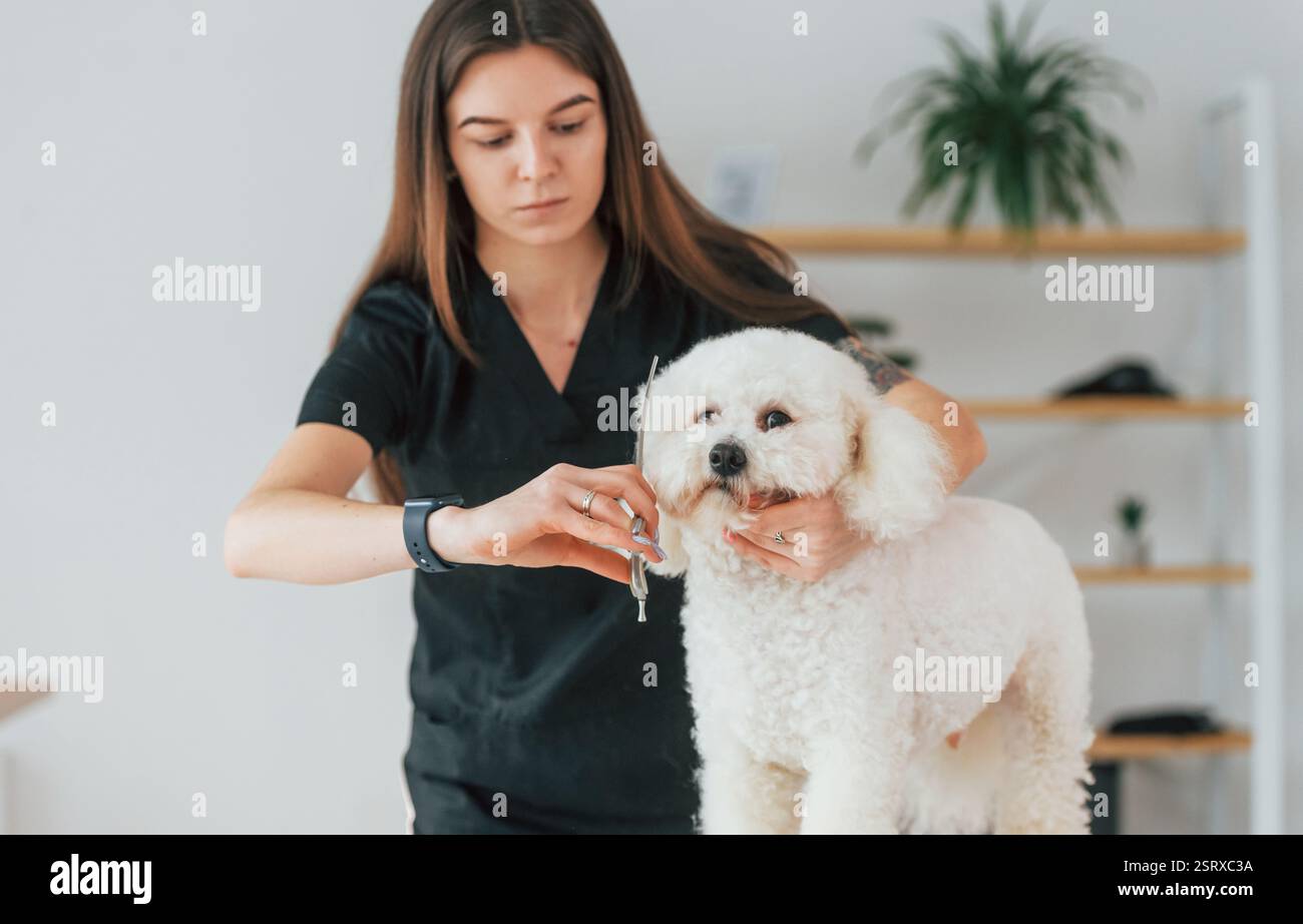 Using scissors. Cute little dog is in the grooming studio Stock Photo ...