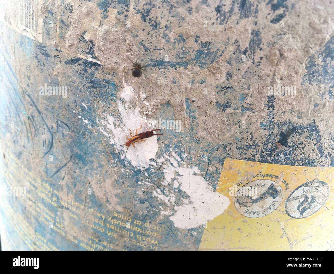 (Proreus simulans), Insecta, Northern Negros Natural Park, Talisay City ...