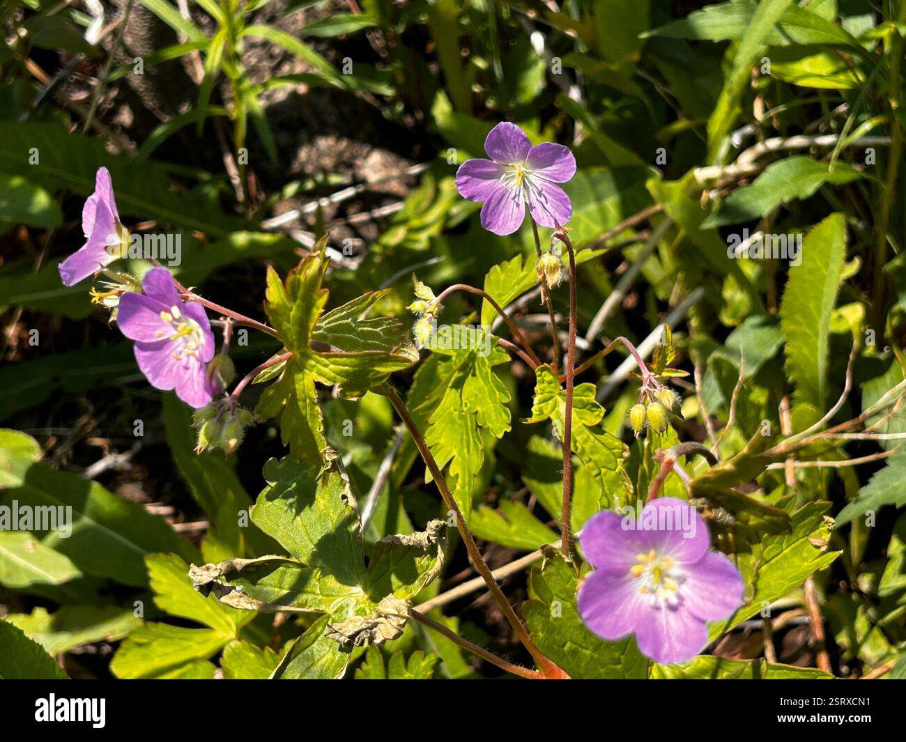 wild geranium (Geranium maculatum), Plantae, Fort Williams Park, Cape ...