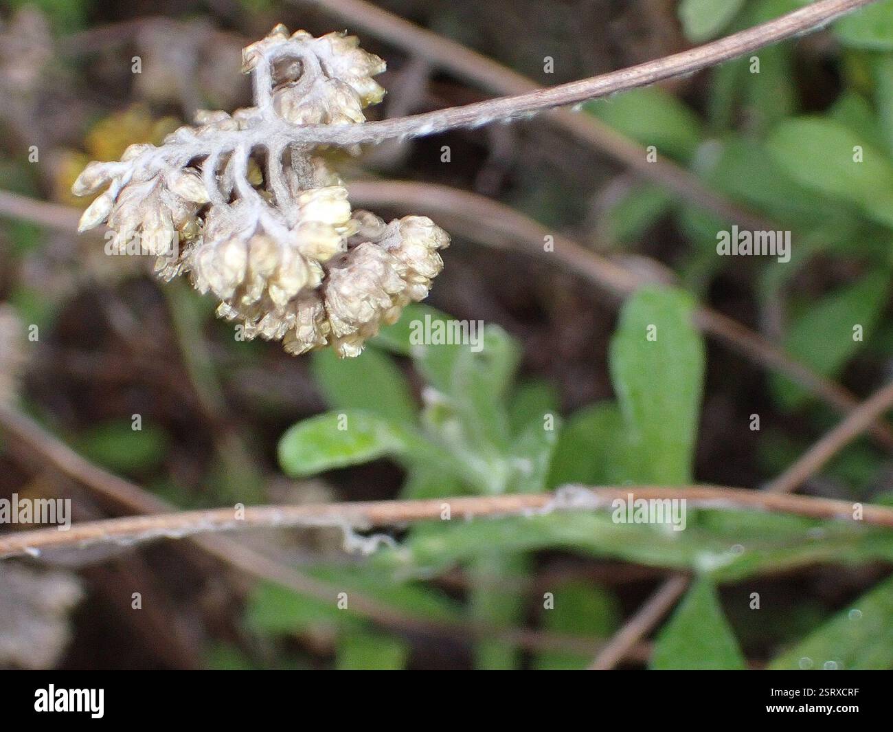 Kooigoed Everlasting (Helichrysum odoratissimum), Plantae ...