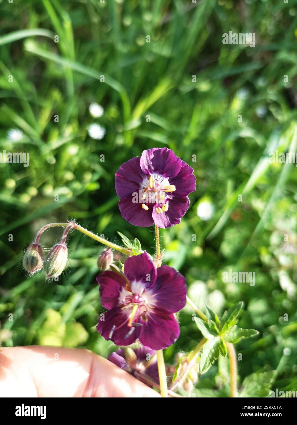 Dusky Crane's-bill (Geranium phaeum), Plantae, 64260 Buzy, France Stock ...