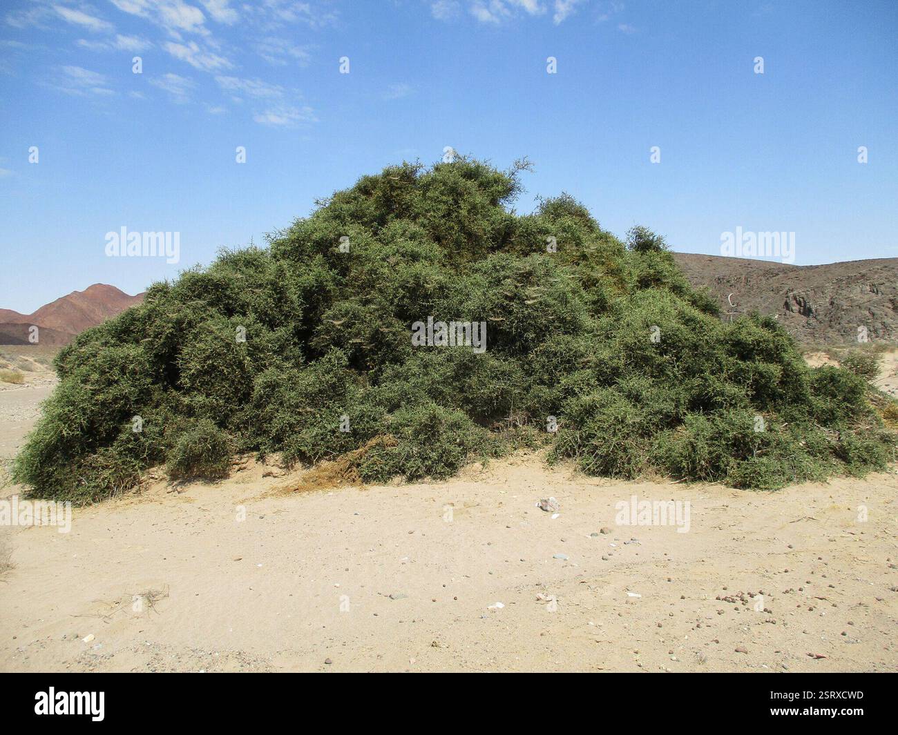 Angola Greenthorn (Balanites angolensis welwitschii), Plantae, Kunene ...