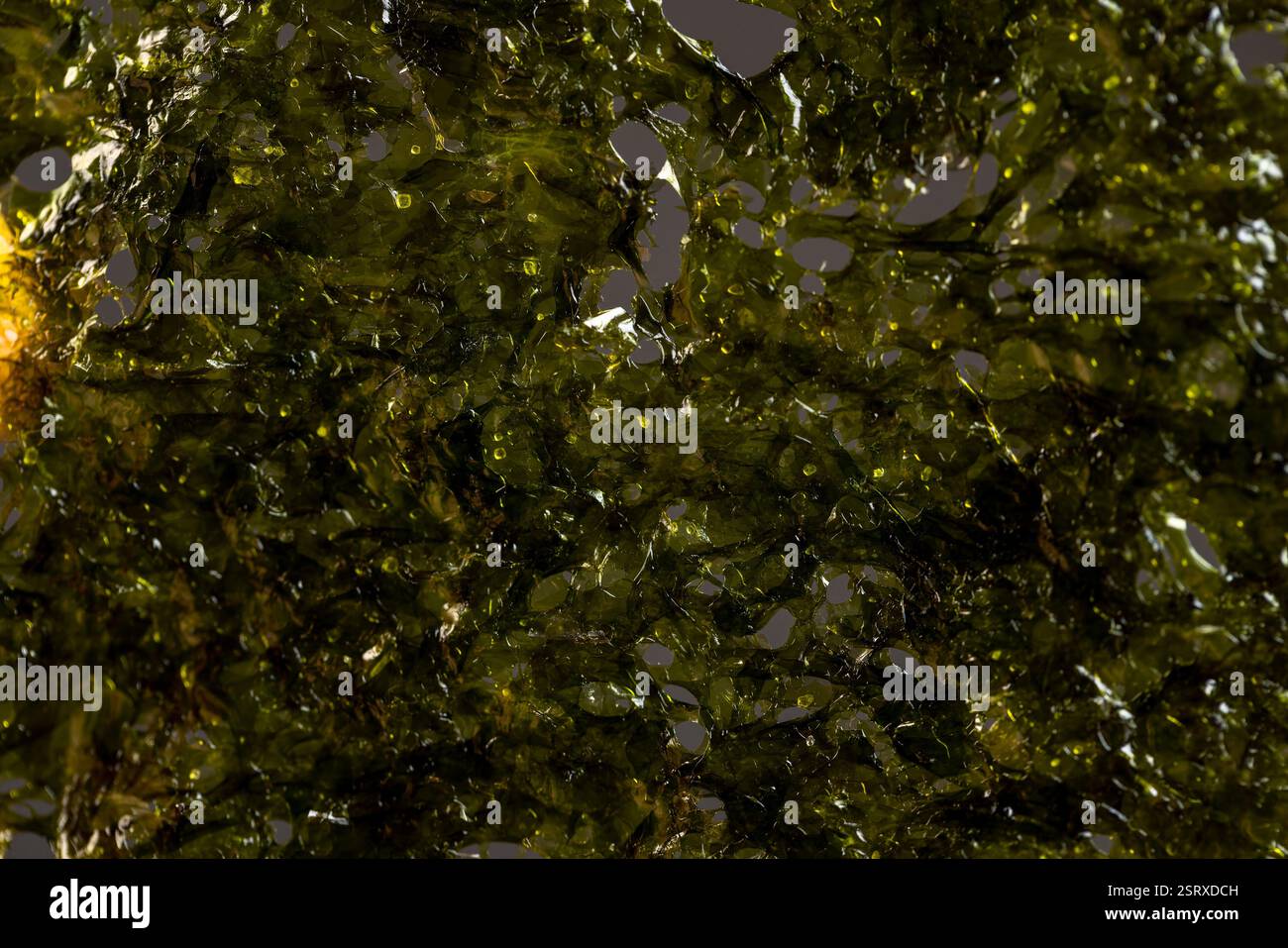 fried green algae, natural green algae that are used to prepare ...