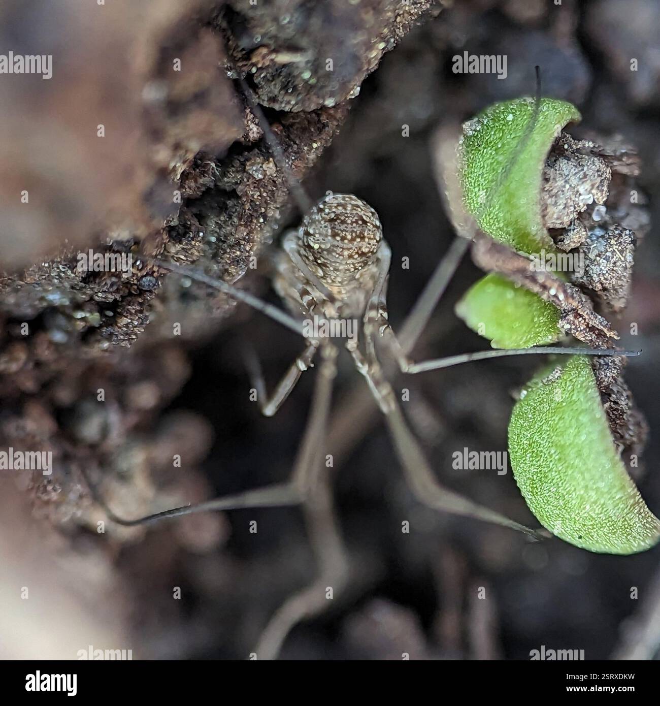 (Phalangioidea), Arachnida, Bradfield Hall, Ithaca, NY 14850, USA Stock ...