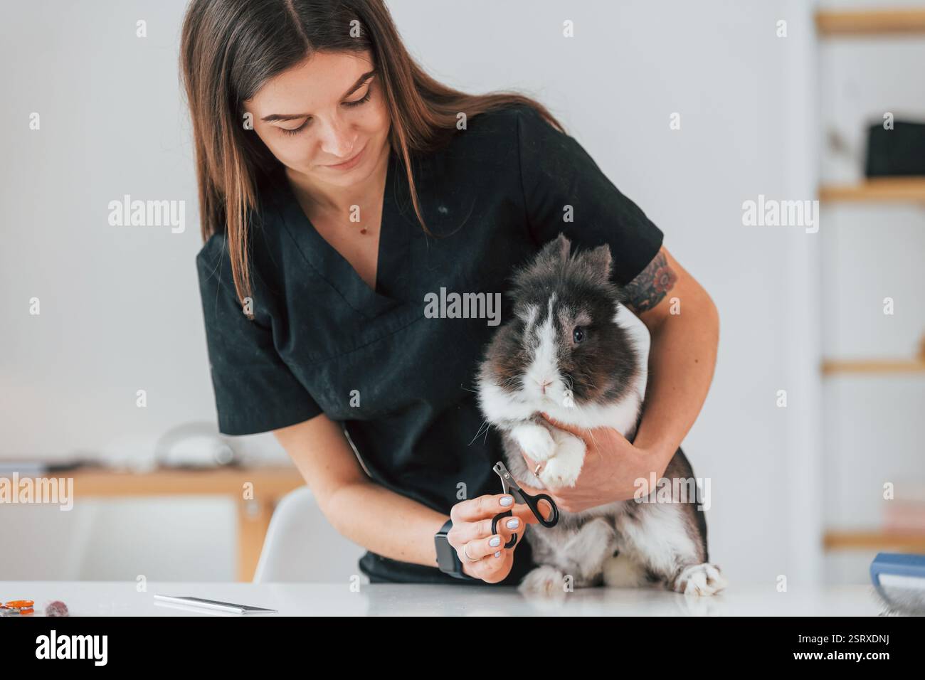 Working with nails. Cute little rabbit is in the grooming studio Stock ...