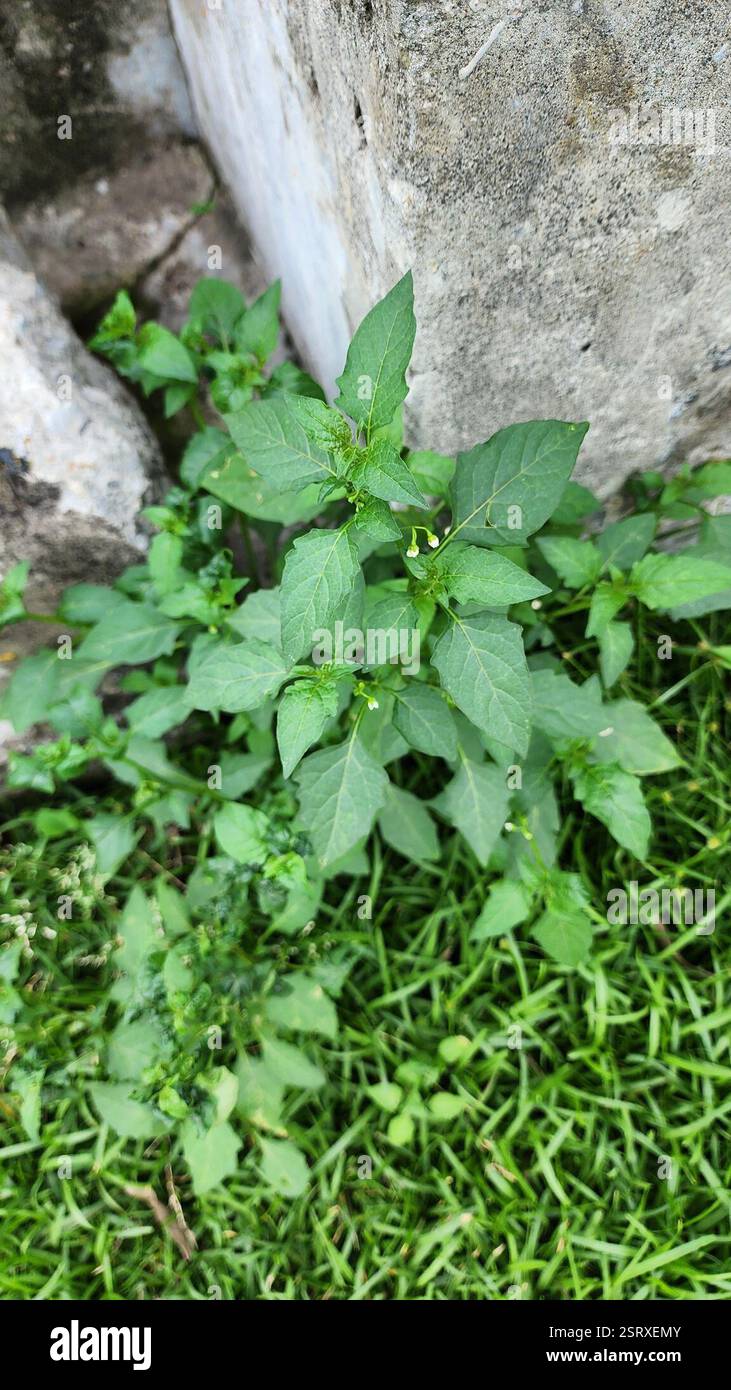 Black Nightshade Complex (Solanum nigrum), Plantae, Beimen Station, Datong District, Taipei City ...