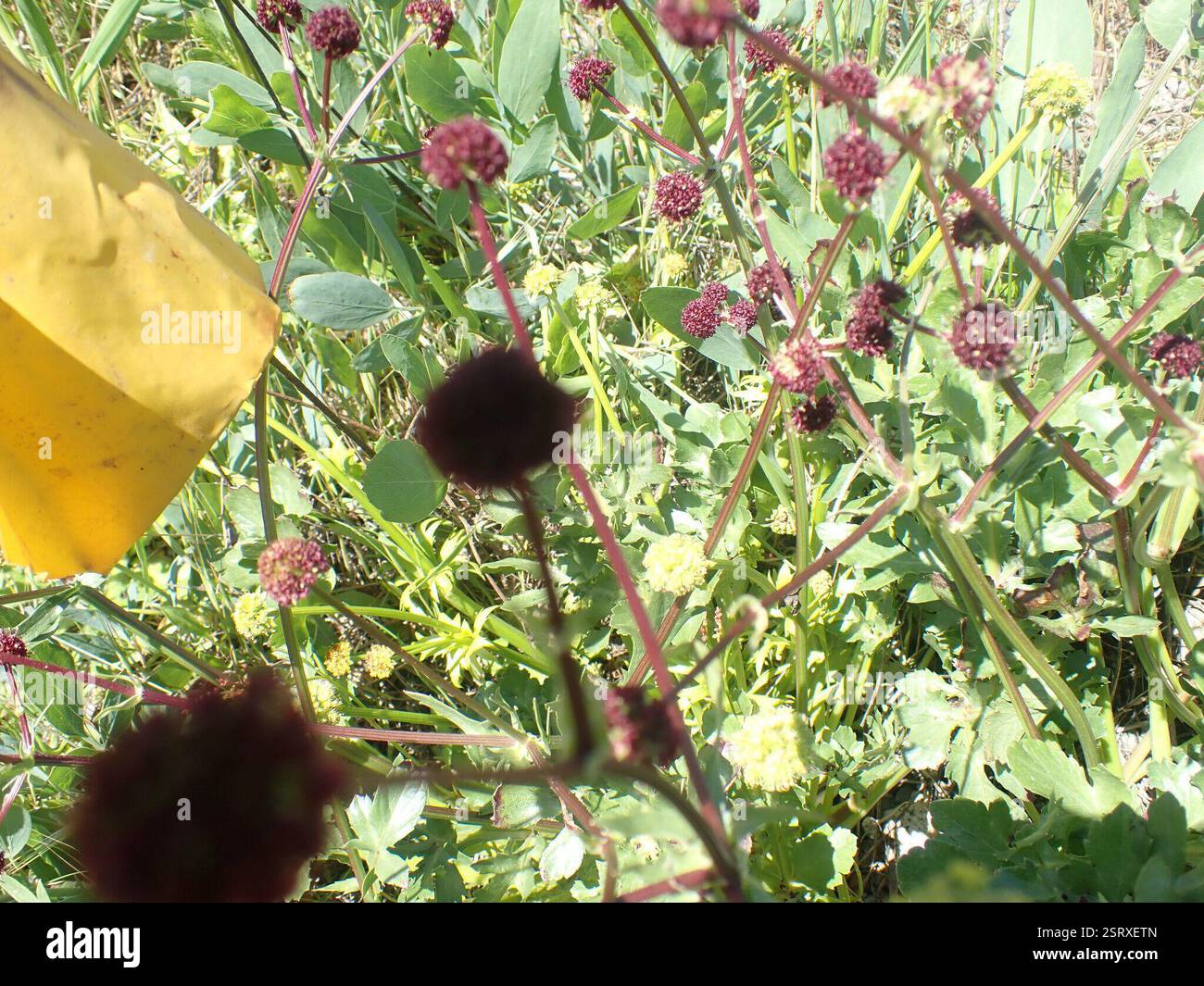 Purple Sanicle (Sanicula bipinnatifida), Plantae, Oak Bay, BC, Canada ...
