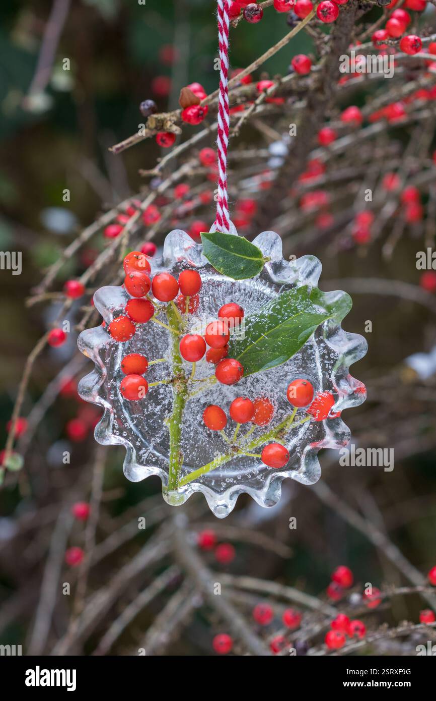 ice figure with holly tree berries hanging in the winter garden Stock ...