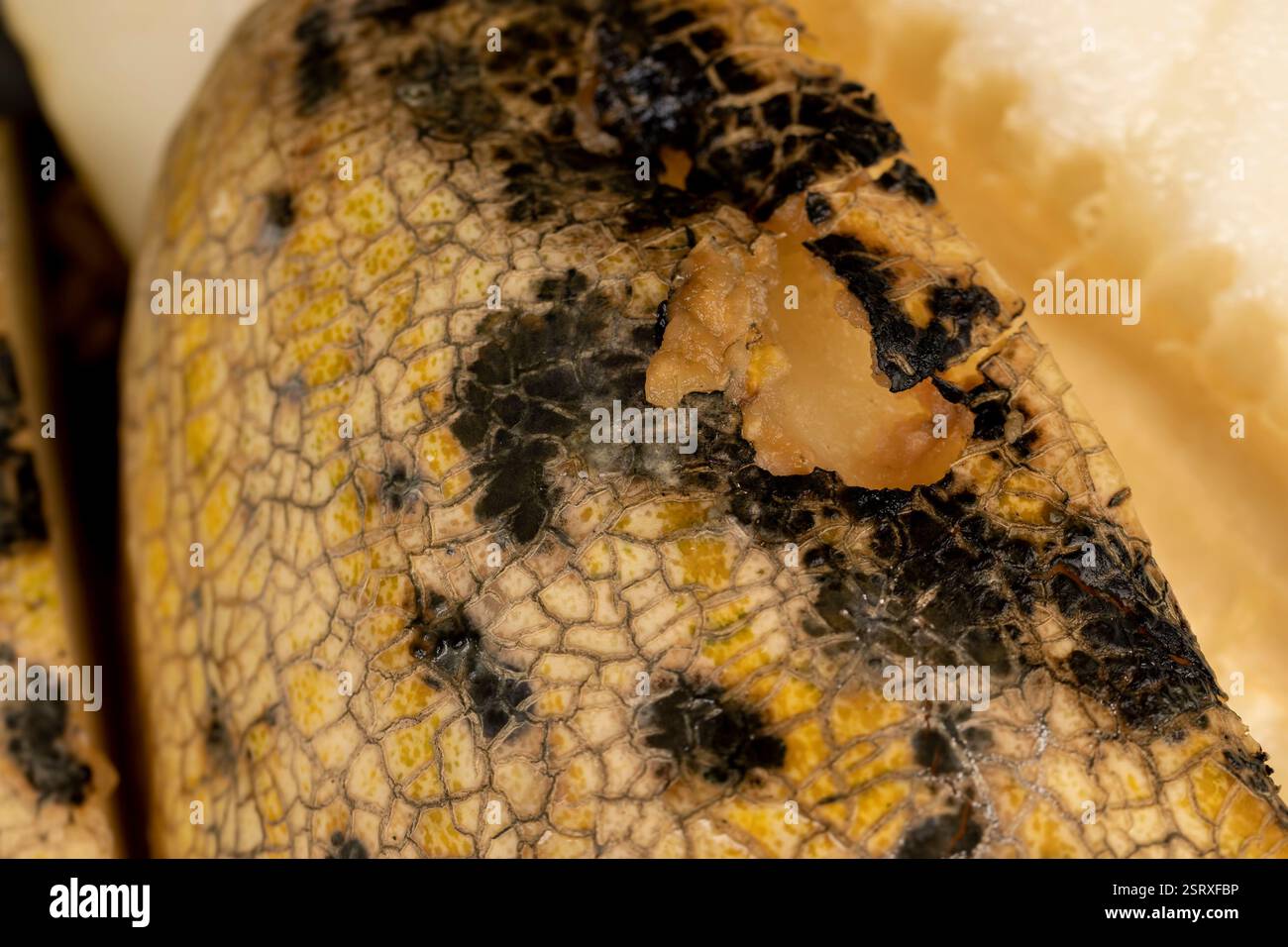 melon with black spots from mildew closeup, spoiled food covered with ...