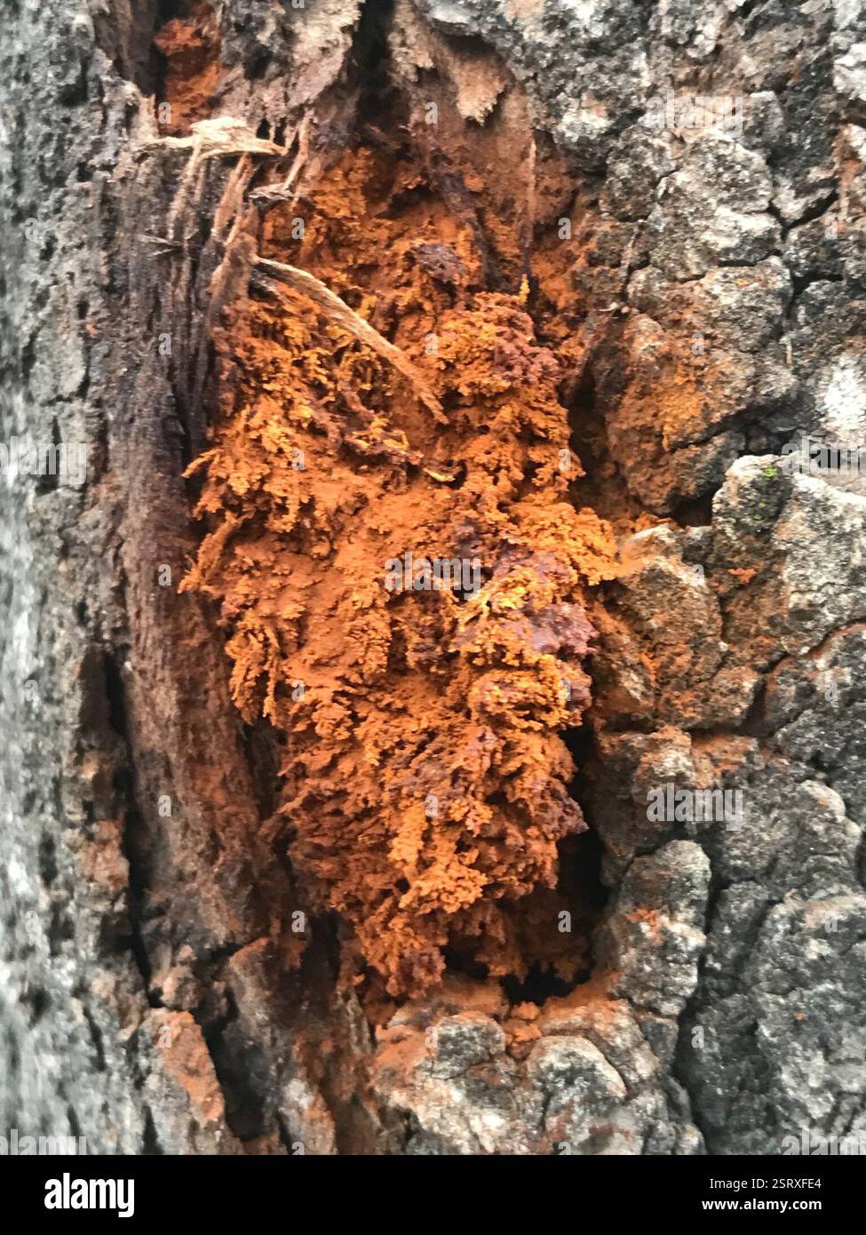 (Inonotus rickii), Fungi, Bulevar 27 de Febrero, Rosario, Santa Fe, AR ...