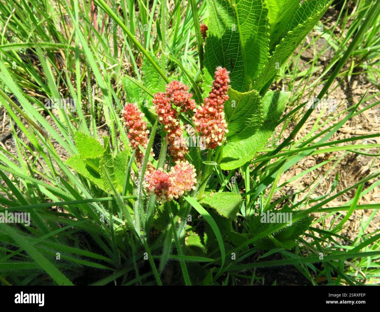 (Acalypha glandulifolia), Plantae, uMgungundlovu District Municipality ...