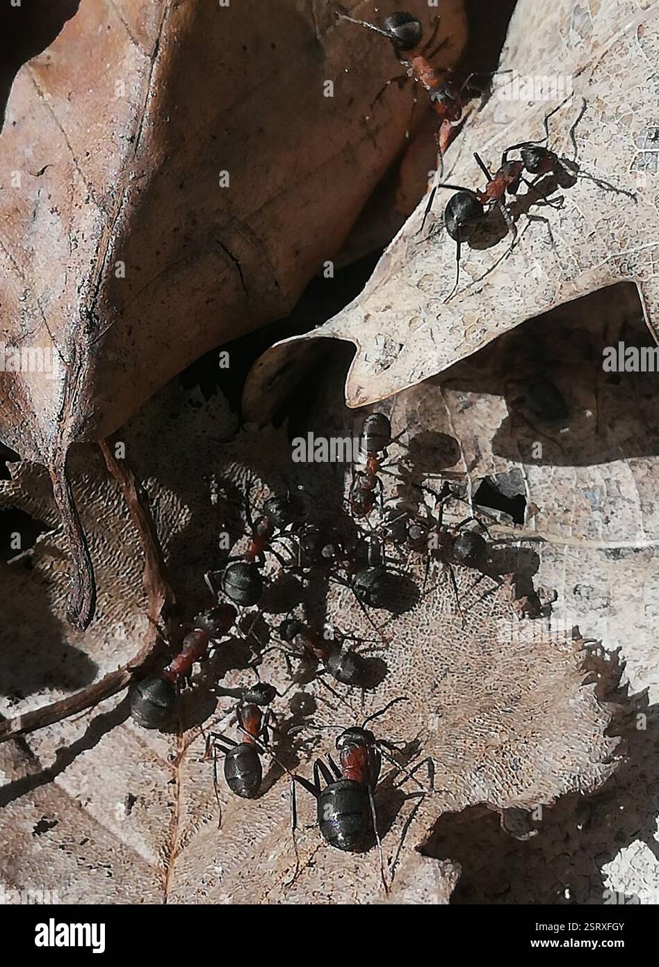 rufa-group Wood Ants (Formica rufa), Insecta, Rieder, Ballenstedt ...