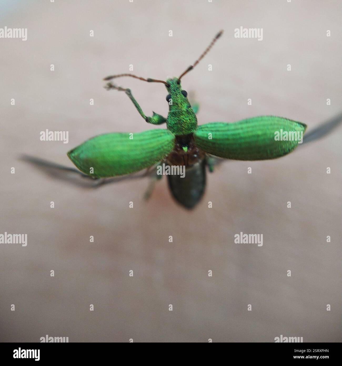 (Phyllobius maculicornis), Insecta, 1137 Pancharevo, Bulgaria, Found on ...