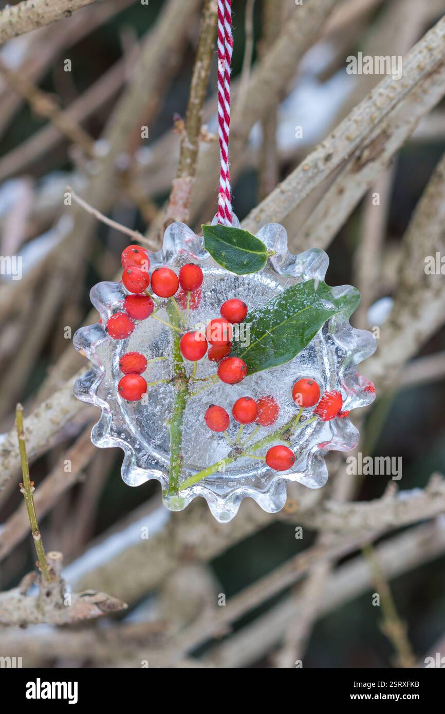 ice figure with holly tree berries hanging in the winter garden Stock ...