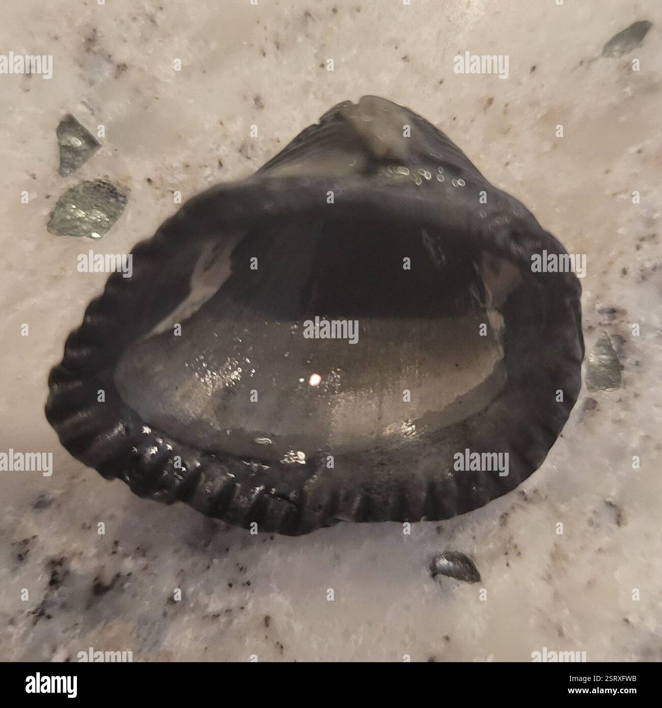 Ponderous Ark (Noetia ponderosa), Mollusca, Holden Beach Stock Photo ...