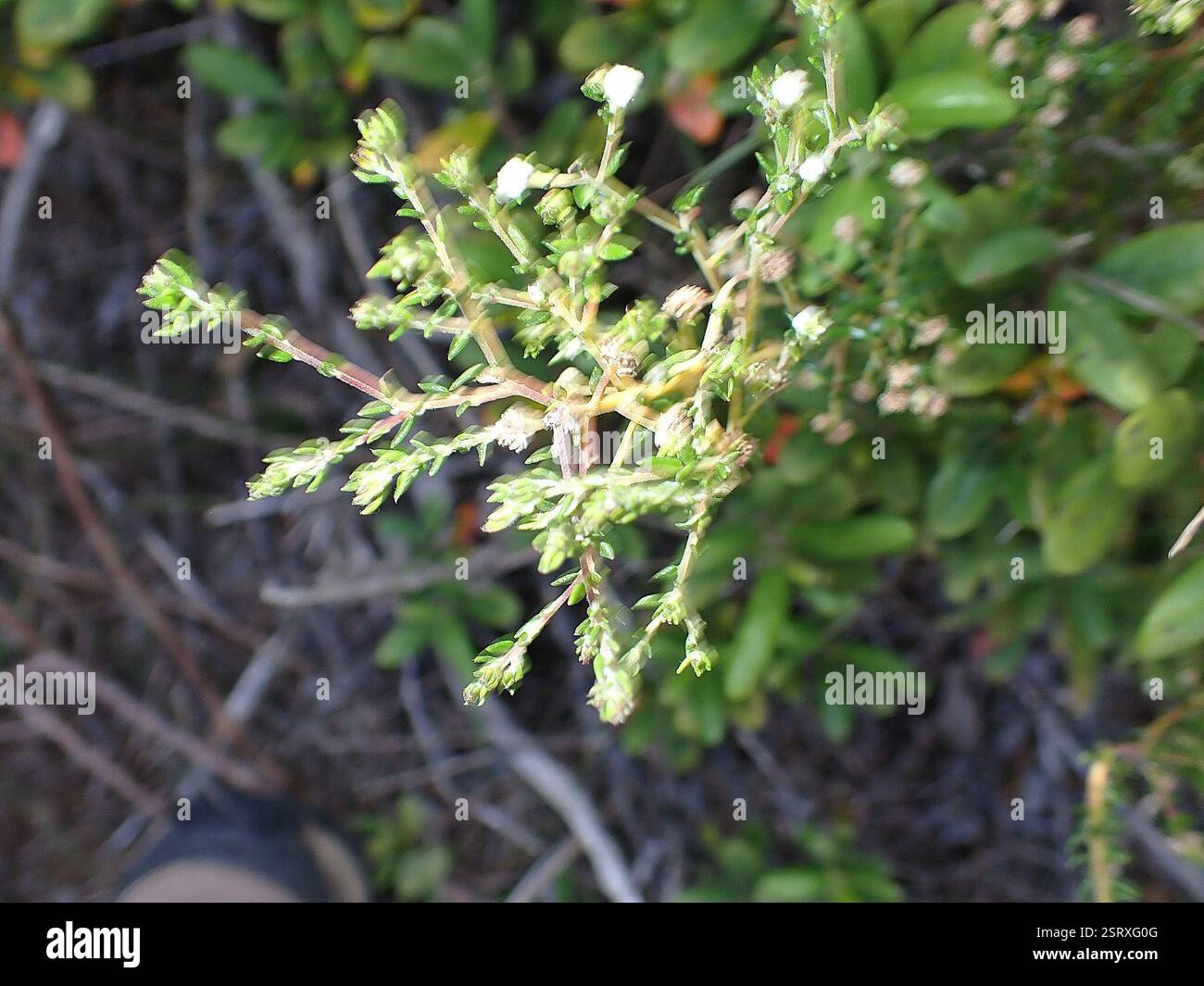 (Phylica ericoides muirii), Plantae, Gourikwa, Southern Cape Coast ...