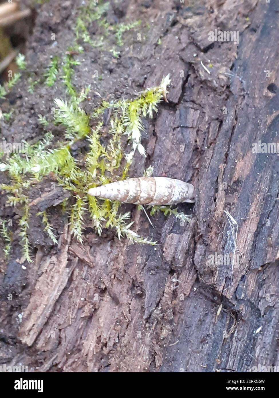 Plaited Door-snail (Cochlodina laminata), Mollusca, Location: 46.945783 ...