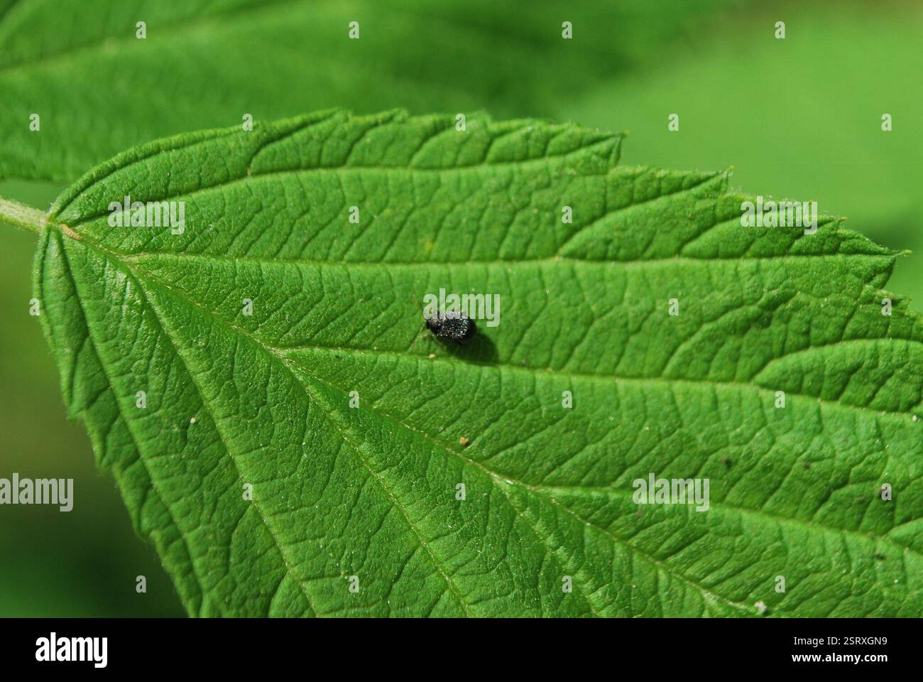 Hairy Flea Beetles (Epitrix), Insecta, Dekalb County, MO, USA Stock ...