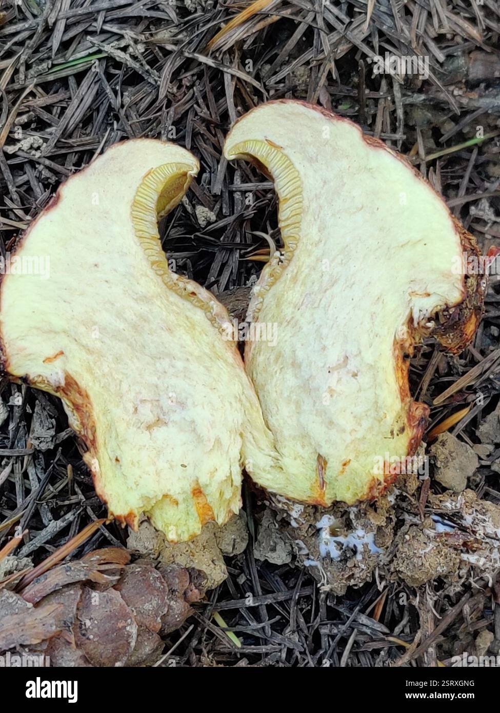 Western Painted Suillus (Suillus lakei), Fungi, Monowai, New Zealand ...