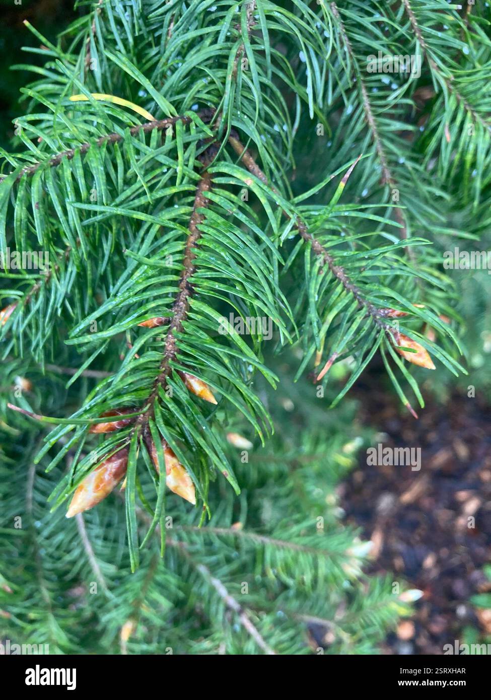 conifers (Pinales), Plantae, GCU Glasgow Caledonian University, Glasgow ...